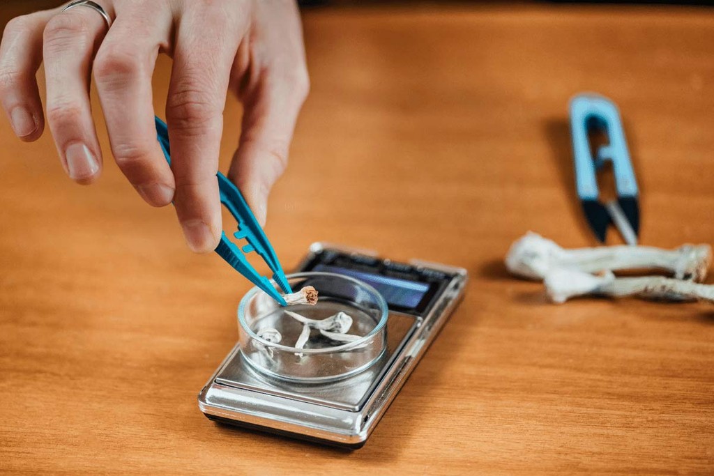 How to Take Shrooms Safely Psychedelic Support · Psychedelic Support