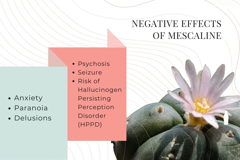 Mescaline Substance Guide - Psychedelic Support · Psychedelic Support
