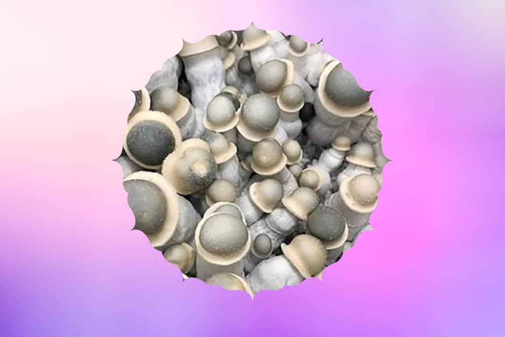 The Wonderful and Diverse World of Psilocybin Mushroom Strains ...