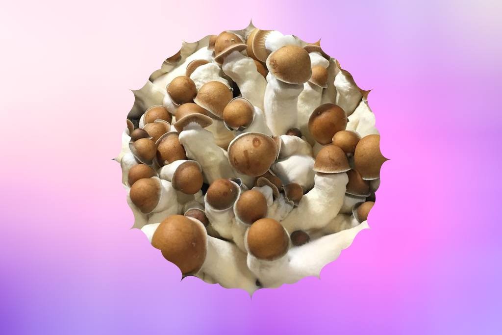 The Wonderful and Diverse World of Psilocybin Mushroom Strains ...