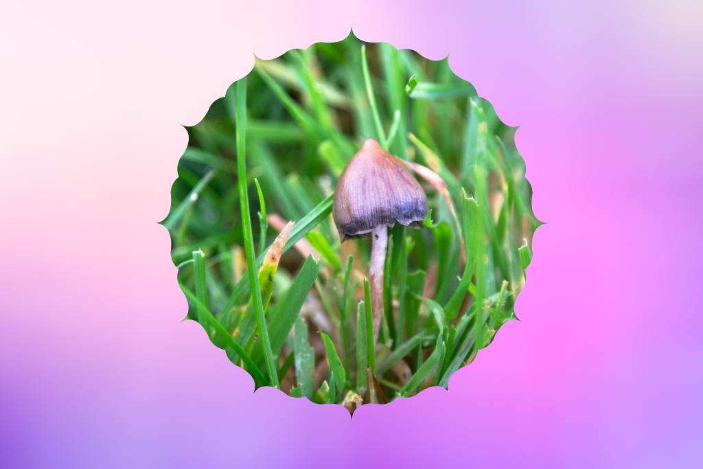 The Wonderful and Diverse World of Psilocybin Mushroom Strains ...