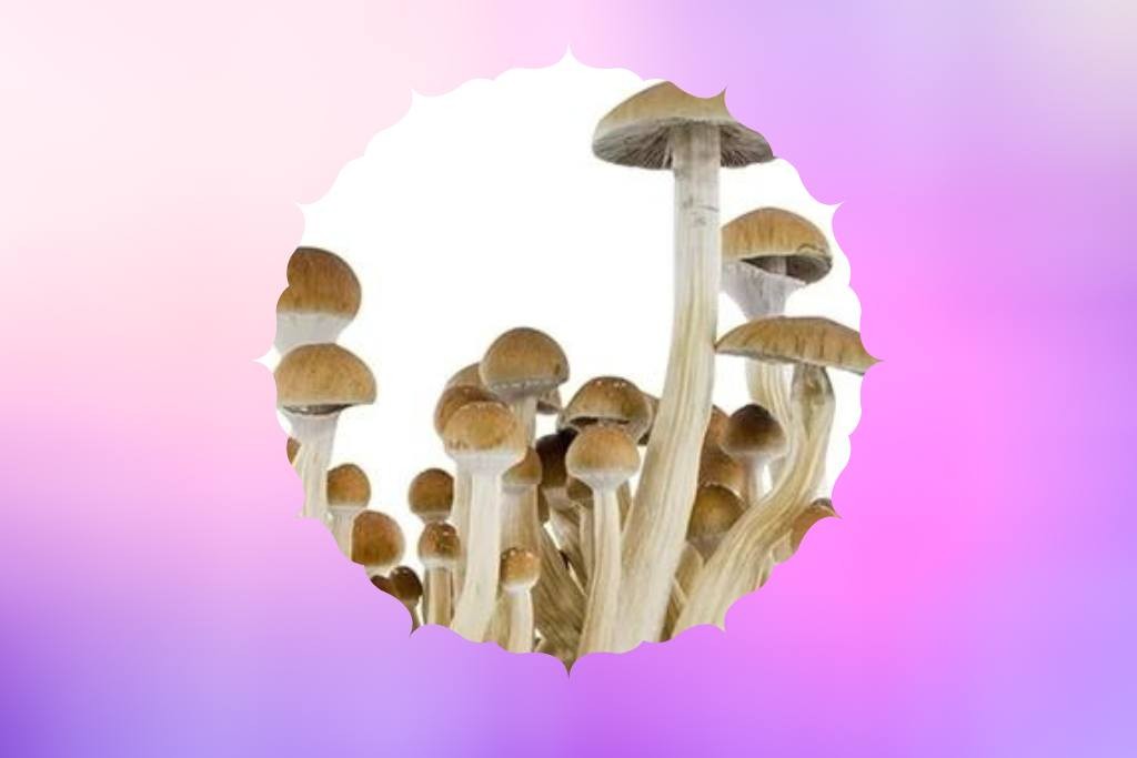 The Wonderful and Diverse World of Psilocybin Mushroom Strains ...