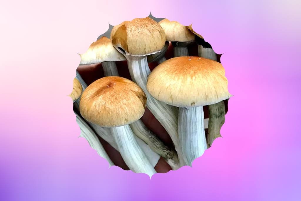 The Wonderful and Diverse World of Psilocybin Mushroom Strains ...