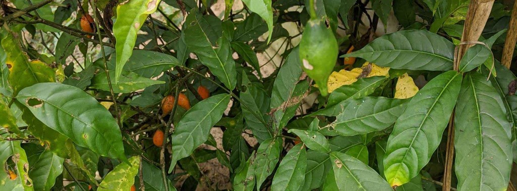 Iboga and Ibogaine Harm Reduction Psychedelic Support · Psychedelic Support