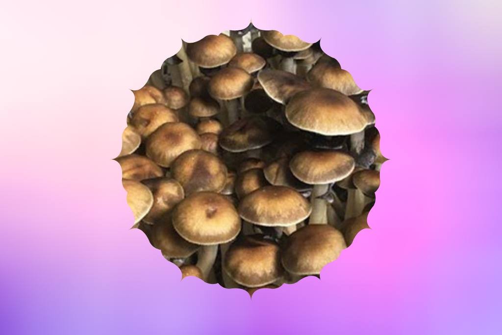 The Wonderful and Diverse World of Psilocybin Mushroom Strains ...