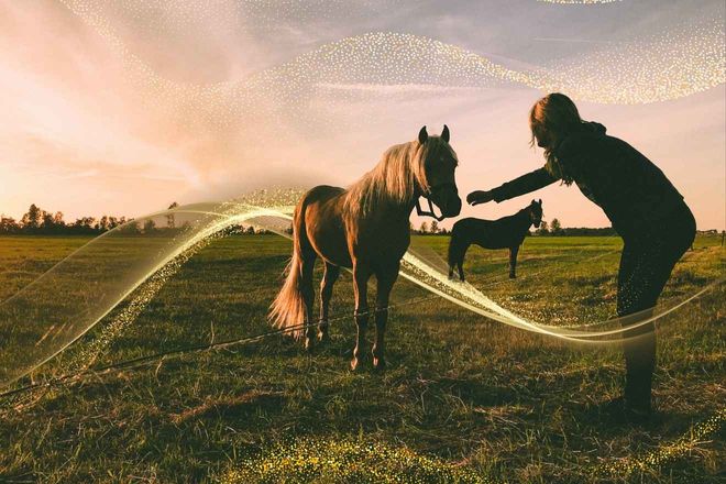 Equine Therapy for Psychedelic Preparation and Integration ... Equine Therapy for Psychedelic Preparation and Integration ...