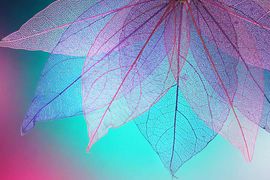 Interbeing as a Framework for Psychedelic Experiences · Psychedelic Support